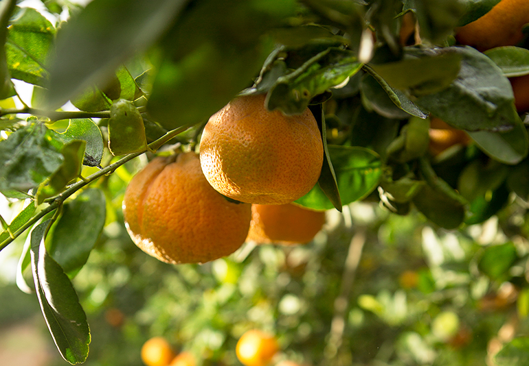 ABOUT US | Agrícola Don Ricardo