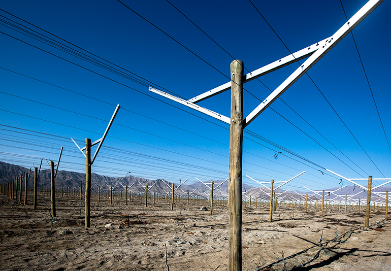 ABOUT US | Agrícola Don Ricardo