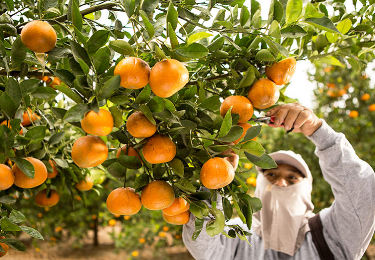 MANDARINS | Agrícola Don Ricardo