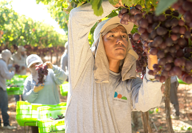 Nosotros | Agrícola Don Ricardo