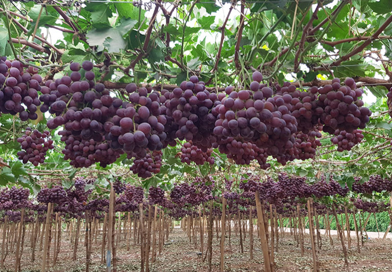 GRAPES | Agrícola Don Ricardo