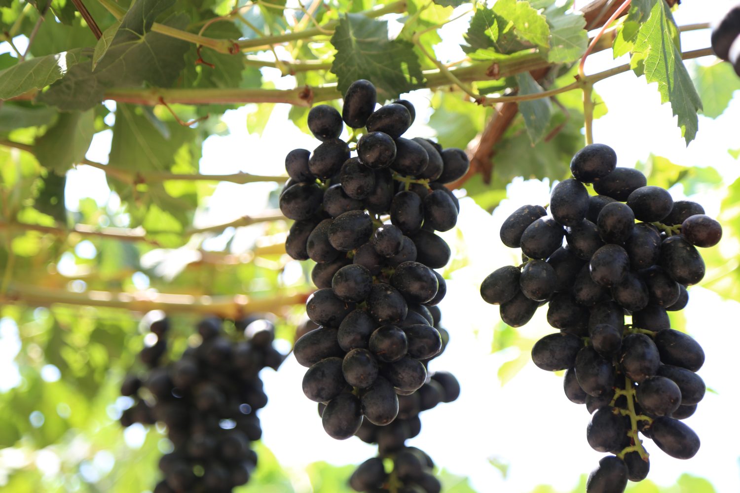 GRAPES | Agrícola Don Ricardo