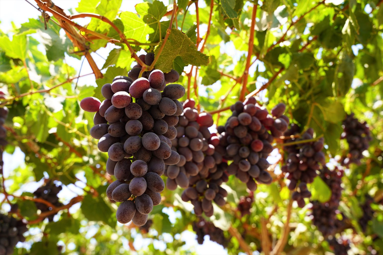 GRAPES | Agrícola Don Ricardo