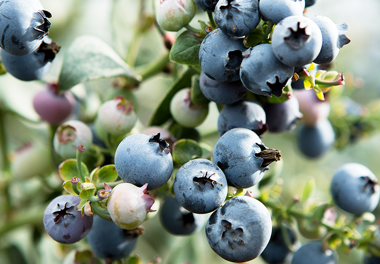 Arándanos | Agrícola Don Ricardo