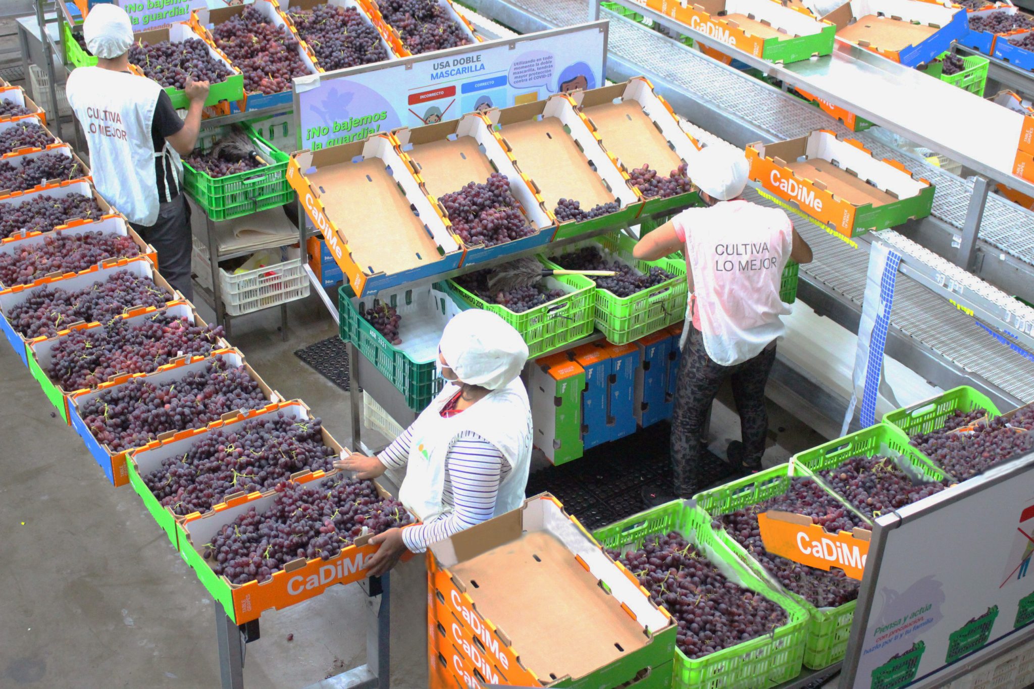 Nosotros | Agrícola Don Ricardo